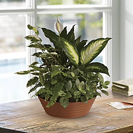 Serene Retreat Plant - Teleflora