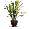 Teleflora's Splendid Orchids Plant - Teleflora