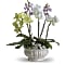 Regal Orchids Plant - Teleflora