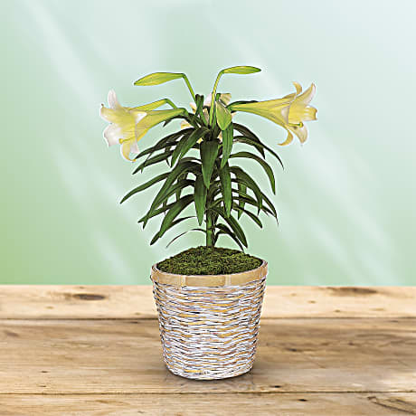 Easter Lily Plant - Teleflora