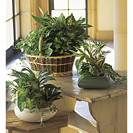 Medium Dish Garden Flower Arrangement - Teleflora
