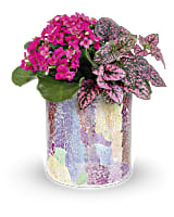 Teleflora's Blushing Duo Plant - Teleflora