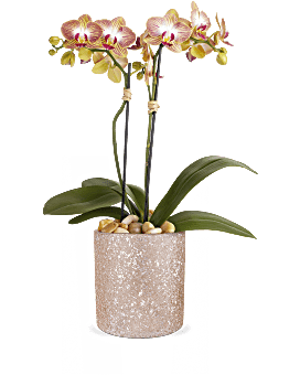 Order Orchid Bouquet Delivery | Orchid Arrangements | Teleflora
