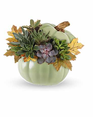 Teleflora's Sage Pumpkin Succulent Garden Plant - Teleflora