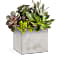 Teleflora's Concreate Oasis Succulent Garden Plant - Teleflora