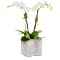 Teleflora's Orchid Artistry Plant - Teleflora