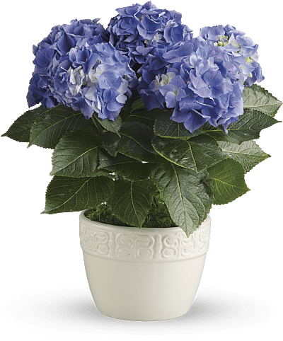Hydrangea Flower Meaning & Symbolism | Teleflora