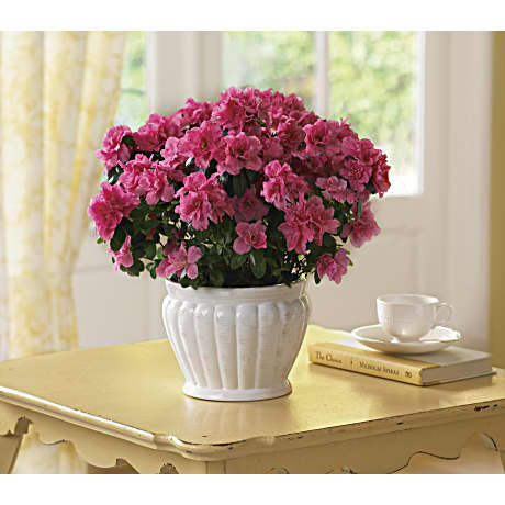 Pretty In Pink Azalea Plant - Teleflora