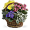 Spring Has Sprung Mixed Basket - Teleflora