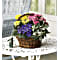 Spring Has Sprung Mixed Basket - Teleflora
