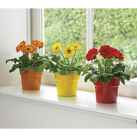 Rainbow Rays Potted Gerbera - Red Plant - Teleflora