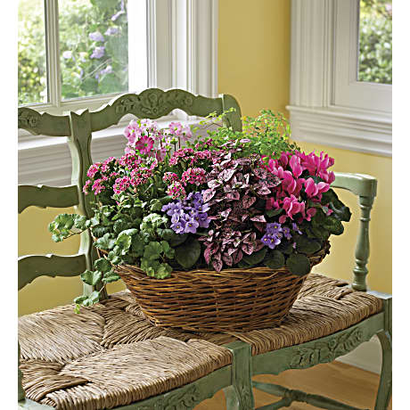 Simply Chic Mixed Plant Basket - Teleflora