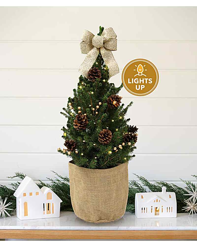 DIY Golden Berry Mini Tree - Teleflora