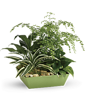 Desert Beauty Succulent Garden Plant - Teleflora