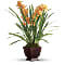 Teleflora's Regally Yours Orchid Plant - Teleflora