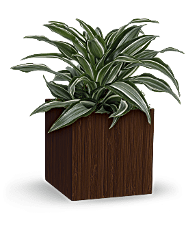 Teleflora's Soothing Dracaena Plant - Teleflora