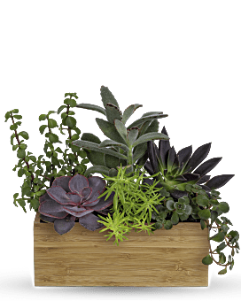 Best-Selling Plants & Succulents Delivery | Teleflora