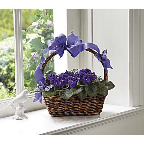 Violets And Butterflies Plant - Teleflora